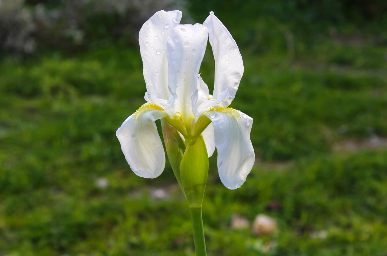 Get to know the history of the Florentine Lily